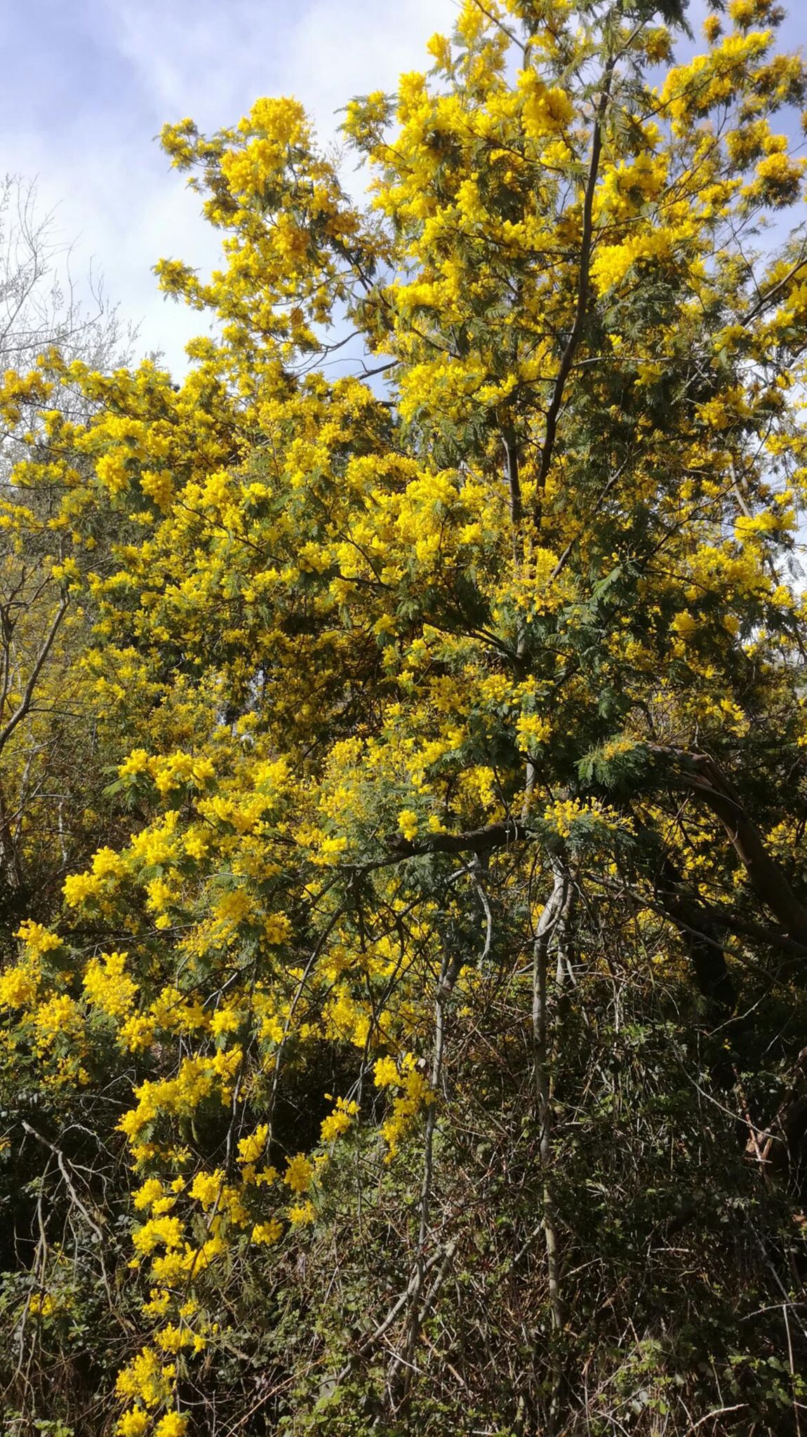 galicia-yellow-trees – The Utterly Brilliant Timmy Mallett